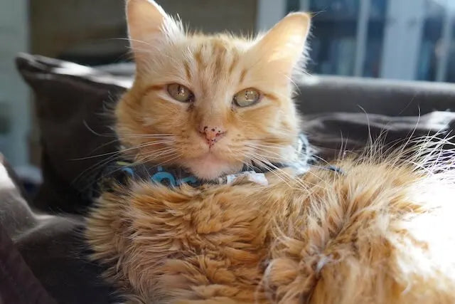 How a Cat Gut Health Remedy Saved a Shelter Cat’s Life – AnimalBiome
