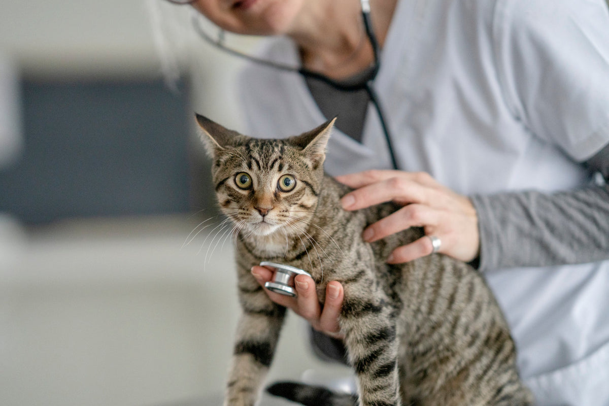 How To Support Your Cat’s Gut Microbiome During & After Antibiotics ...