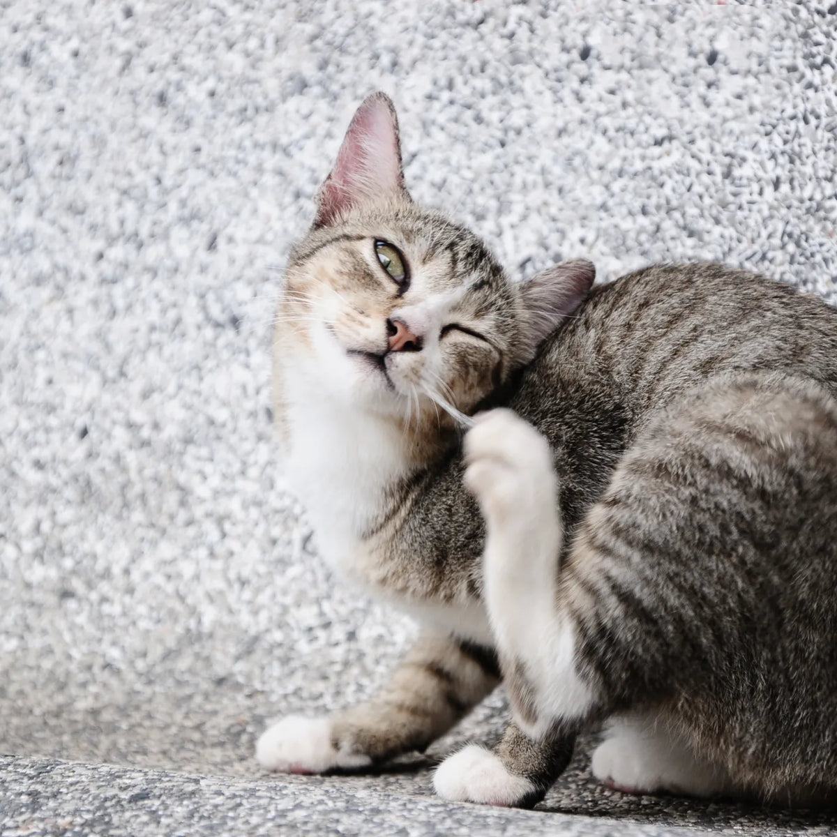 Itchy Cat? How to Identify the Cause and Soothe the Symptoms – AnimalBiome