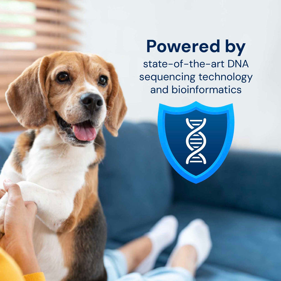 Gut Health Test for Dogs – AnimalBiome