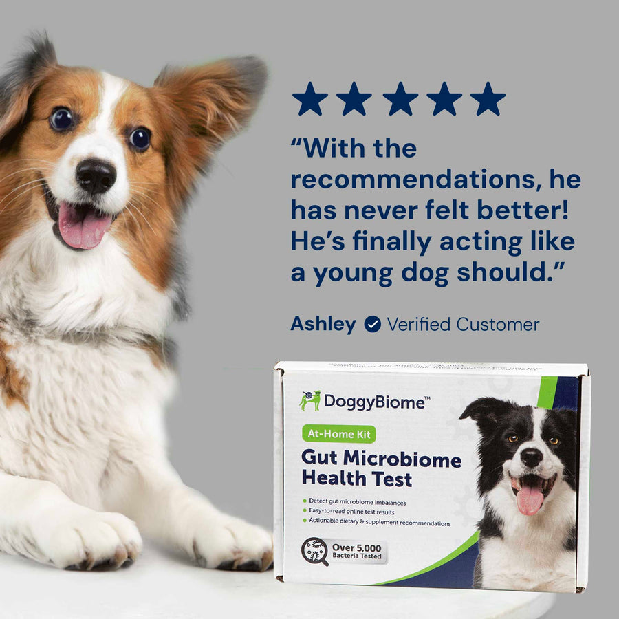 Gut Health Test for Dogs – AnimalBiome