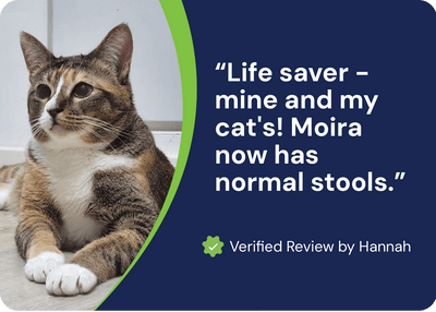 FIP in Cats: A Groundbreaking New Treatment that’s Saving Lives ...