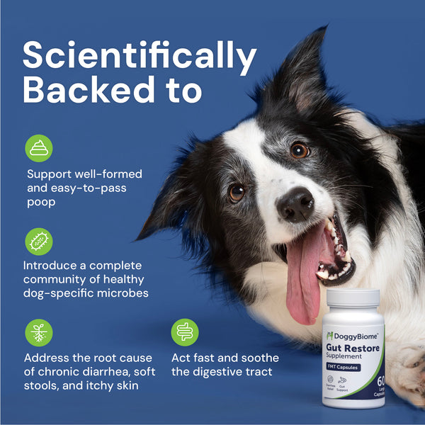 Vomiting and Hairball Solutions for Cats and Dogs | AnimalBiome