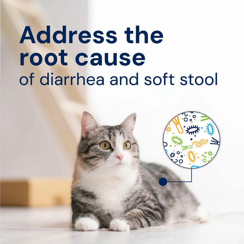 Diarrhea Solutions for Cats and Dogs | AnimalBiome